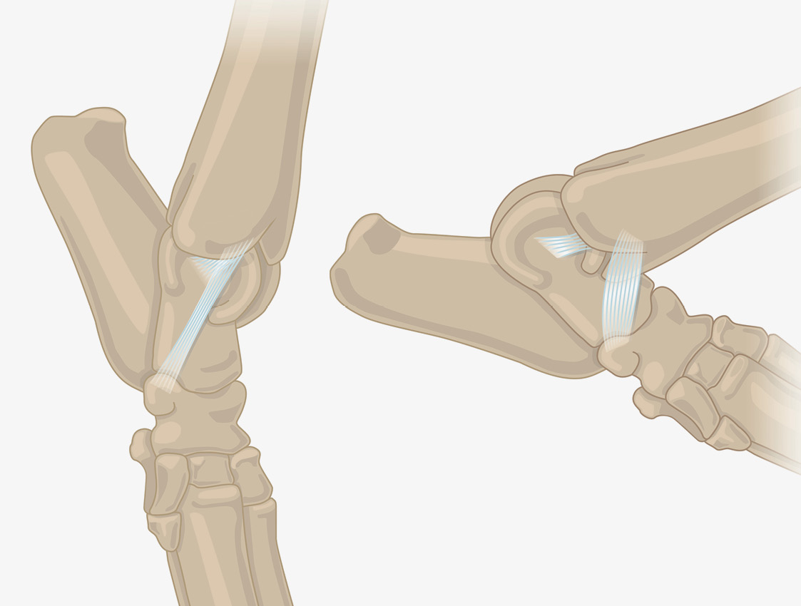 Portfolio - Maren Lebender